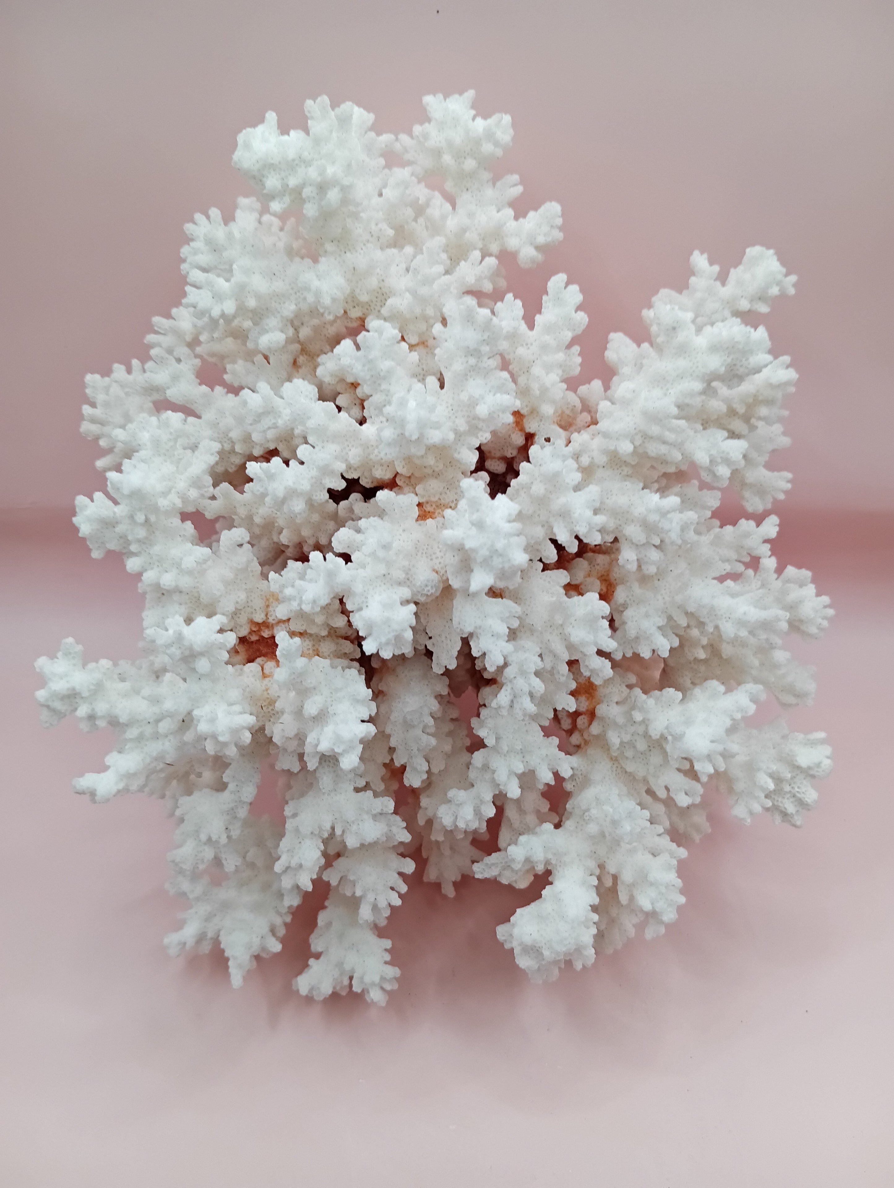 Vintage Brownstem Coral – Natural Textured Branch Form 8x7x 5.5 – Moon ...
