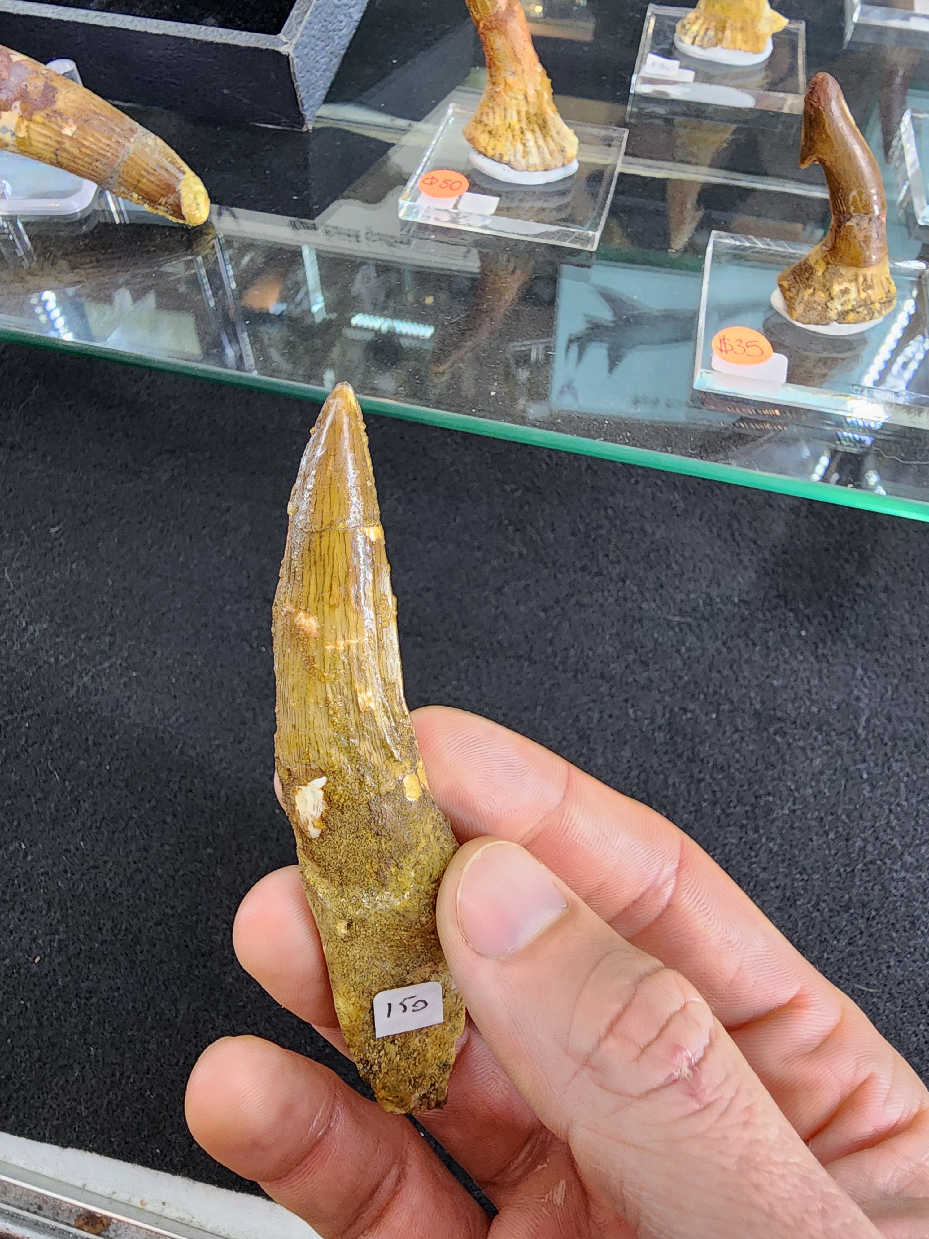 Spinosaurus Tooth w/Root (MD) – Moon Water Apothecary